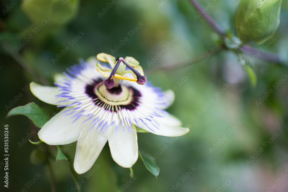 Passiflora caerulea, known as blue passionflower, bluecrown ...