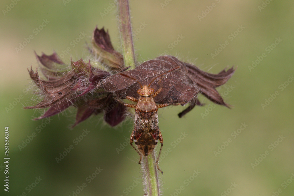 Une petite punaise phytophage sur les fleurs sèches de la mélisse ...
