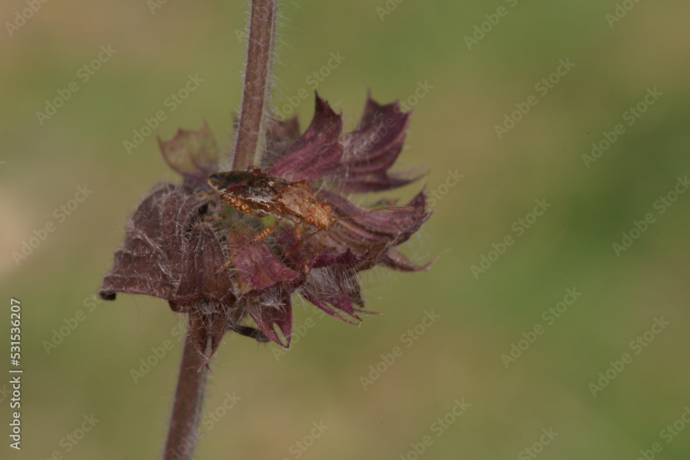 Une petite punaise phytophage sur les fleurs sèches de la mélisse ...