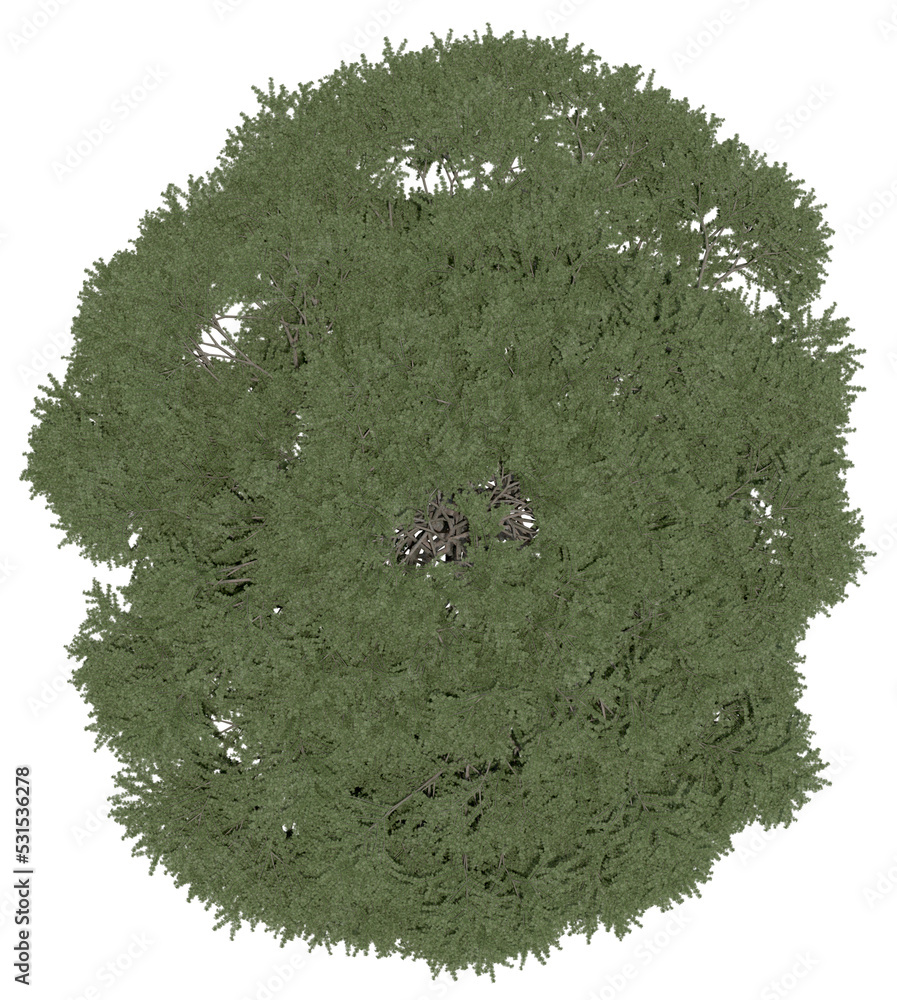 3d rendering of Cedrus Libani PNG vegetation tree for compositing or ...