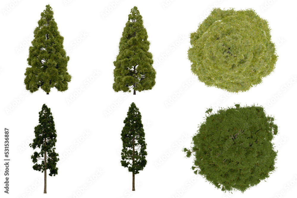 3d rendering of Cryptomeria Japonica PNG vegetation tree for ...