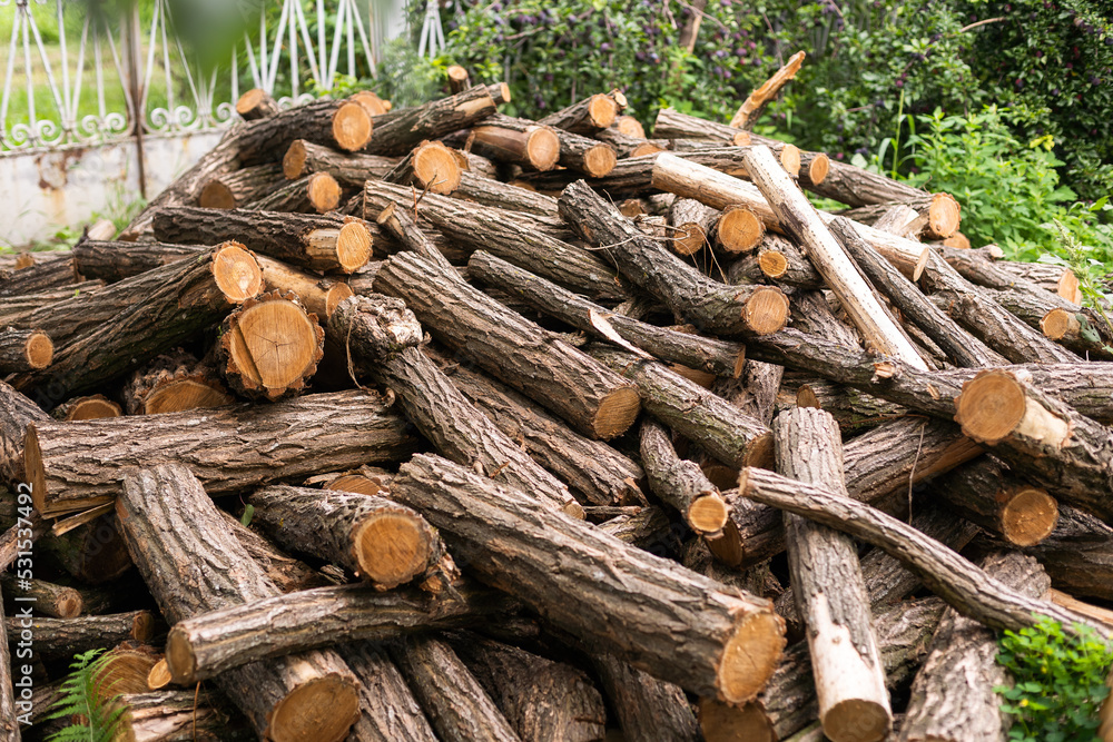 Felling a tree. Wooden logs from a pine forest, stacked in a forest ...