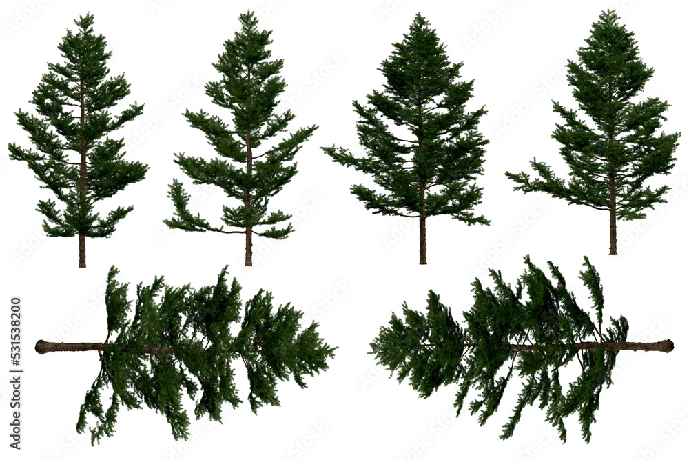 3d rendering of Larix Kaempferi PNG vegetation tree for compositing or ...