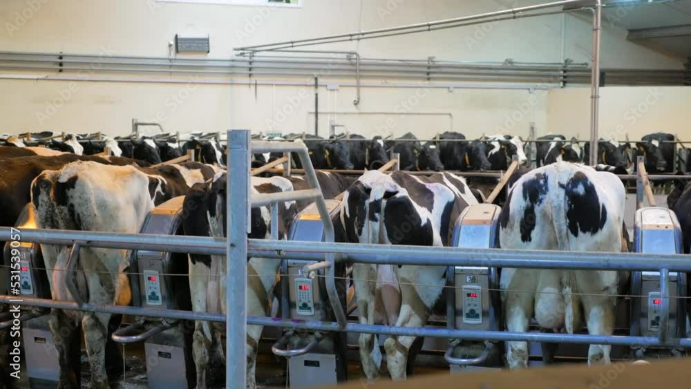 Dairy cows on milking machine. Automated equipment for milking cows on ...