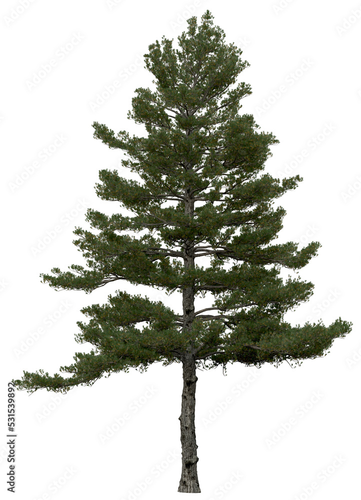 3d rendering of Pinus Strobus PNG vegetation tree for compositing or ...