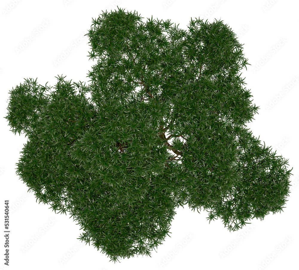 3d rendering of Podocarpus Macrophyllus PNG vegetation tree for ...