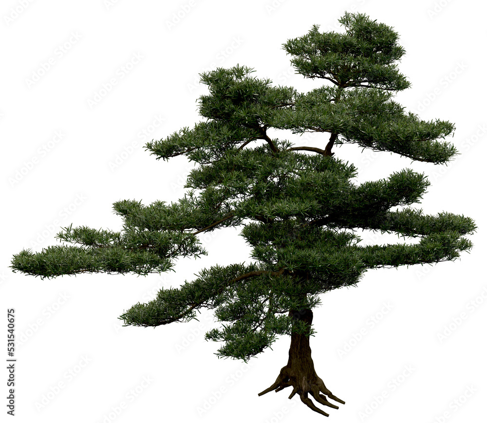 3d rendering of Podocarpus Macrophyllus PNG vegetation tree for ...