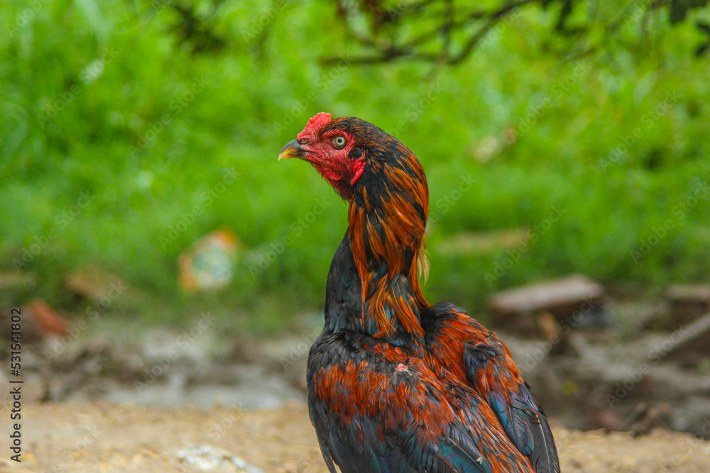 Close up of Asil Rooster. The Asil or Aseel is an Indian breed or group ...