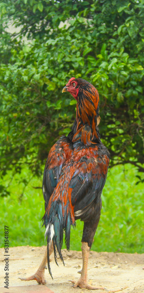 Close up of Asil Rooster. The Asil or Aseel is an Indian breed or group ...