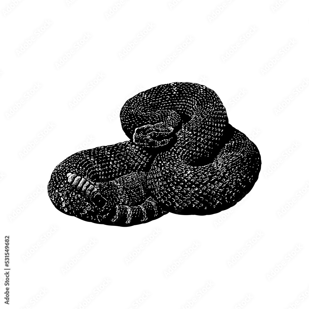 Rattlesnake hand drawing vector illustration isolated on background ...