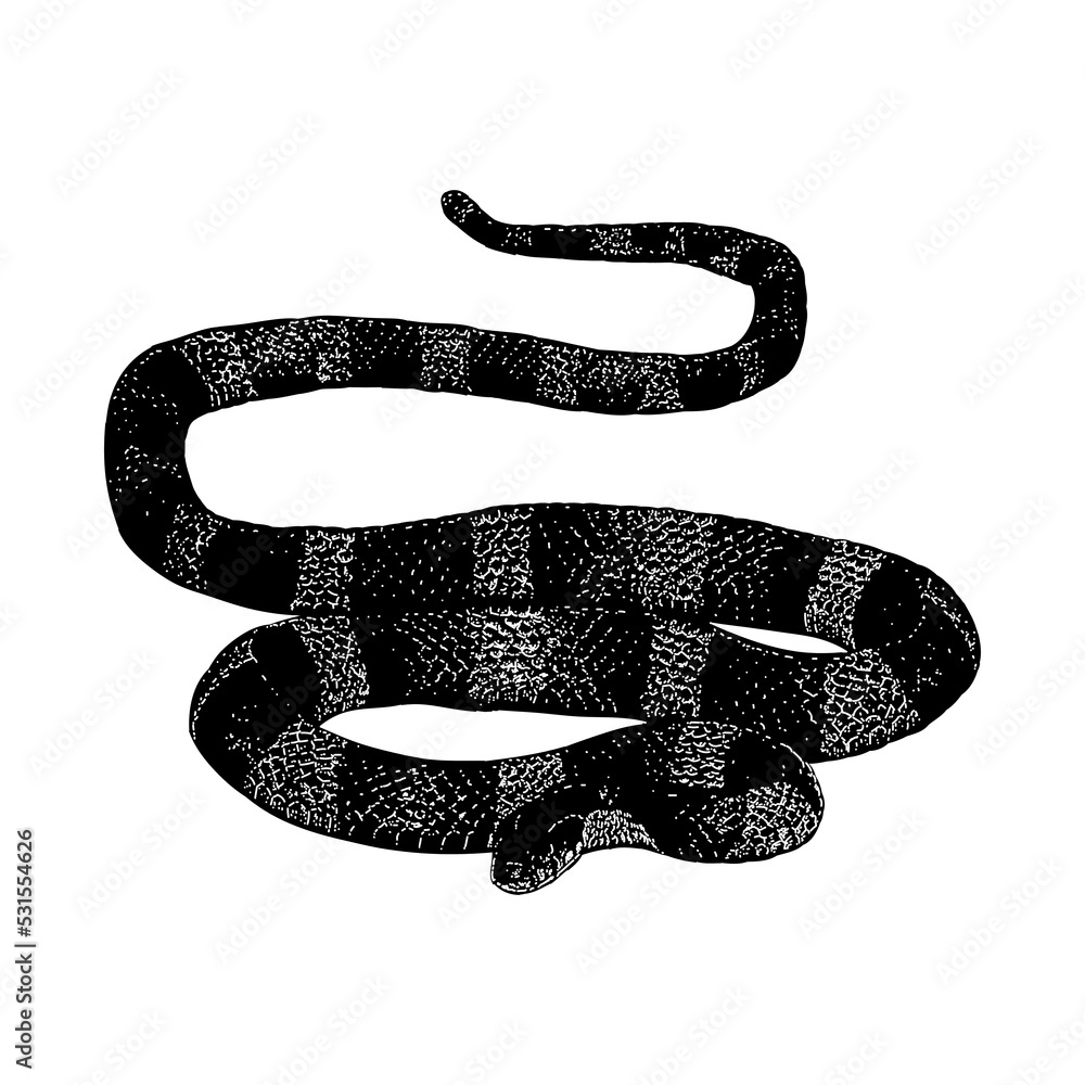 Banded Krait snake hand drawing vector illustration isolated on ...