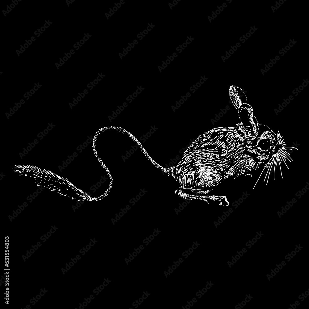Jerboa hand drawing vector illustration isolated on black background ...