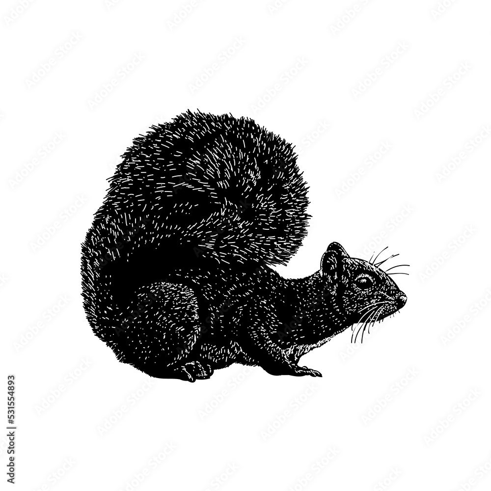 Eastern Gray Squirrel hand drawing vector illustration isolated on ...