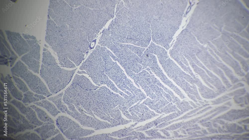 Cardiac Muscle In Section Filmed On Bright Field Background Under Microscope 40x Macro Footage