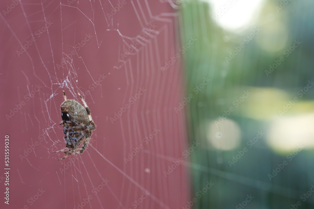 Side view of a female barn spider (neoscona crucifera) on its web ...