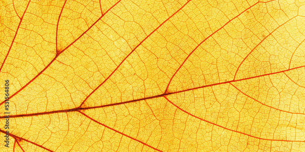 Macro photo of autumn yellow elm leaf with natural texture as natural ...