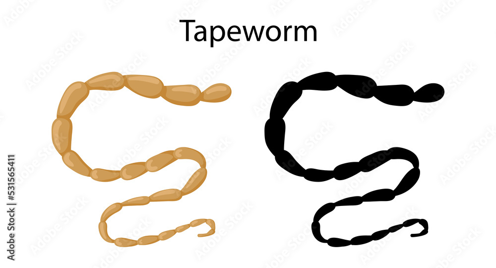 Poster parasites worms in domestic animals tapeworm – Wall Art | UkPosters