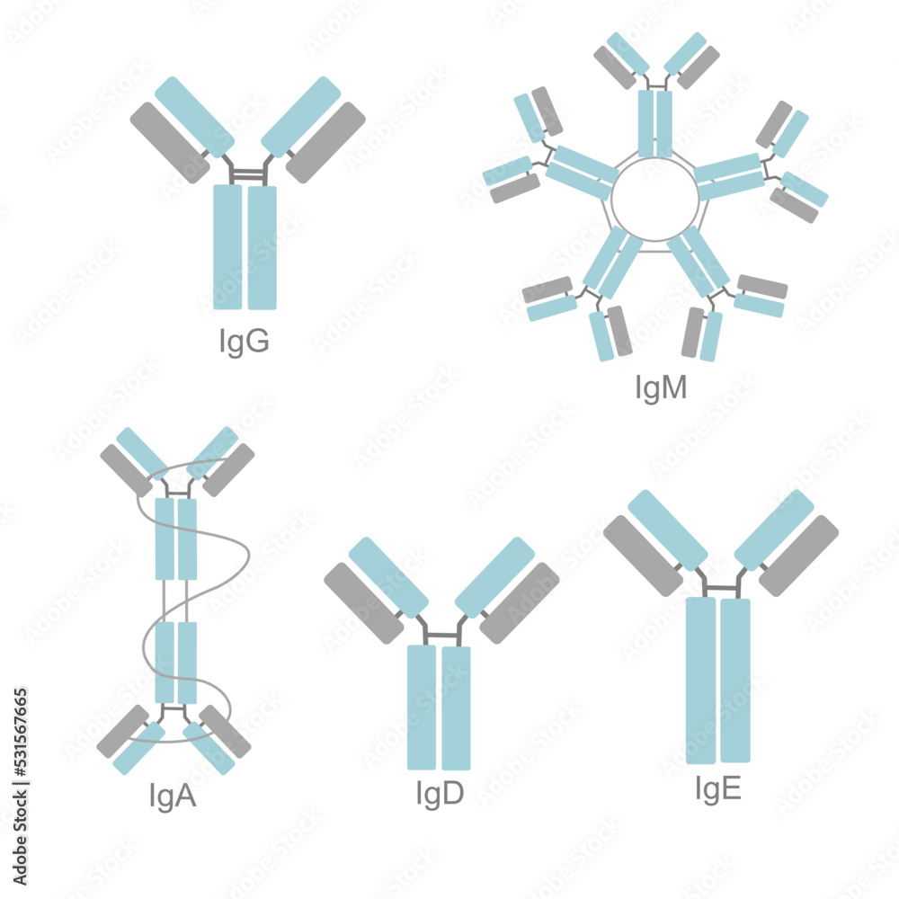 The classification of immunoglobulin (Ig) isotype that showed different structure of IgG, IgM ...