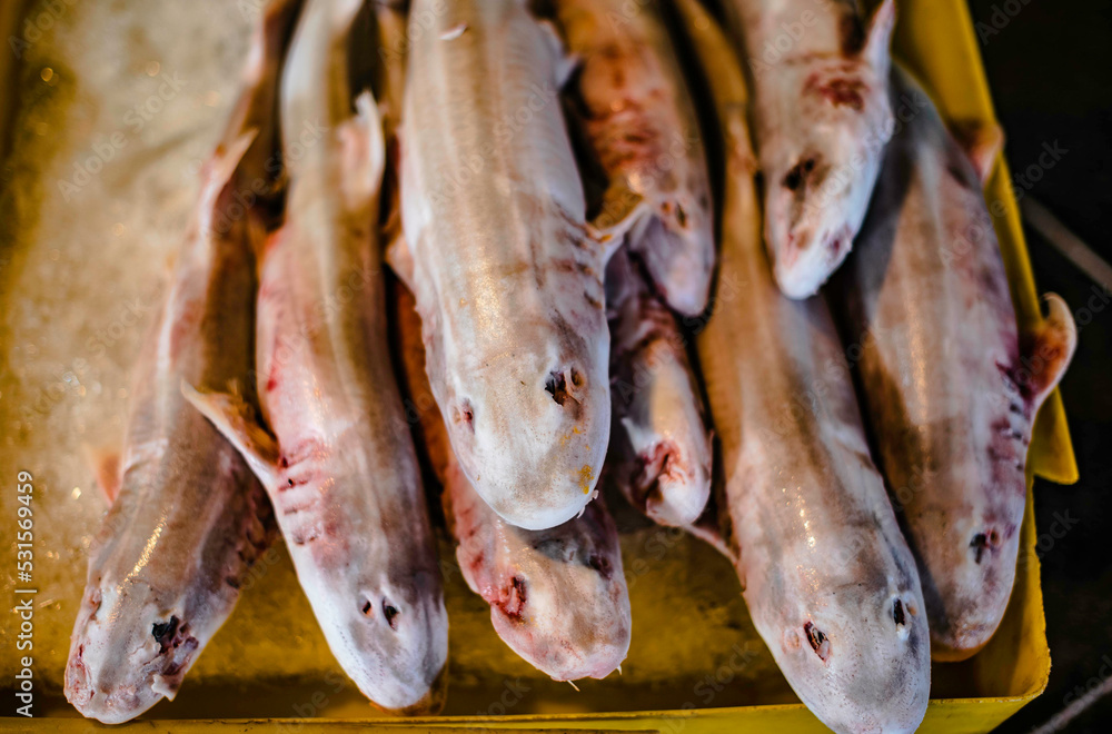 Small sharks are caught and sold for food in the Ban Na Kluea Fresh ...