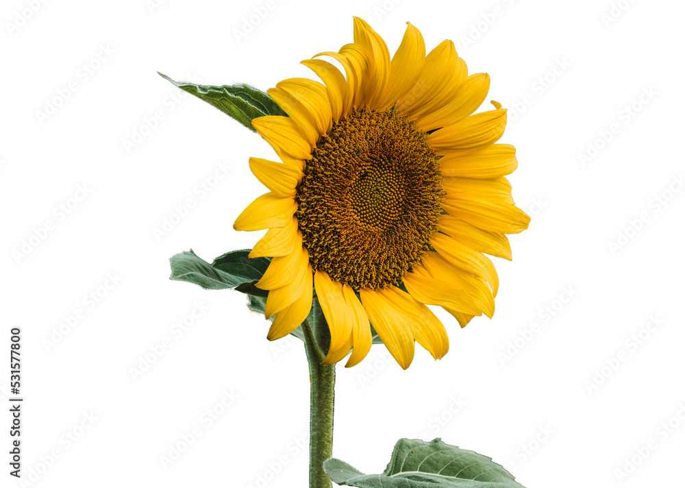Common sunflower with transparent backgrounds Stock Photo | Adobe Stock