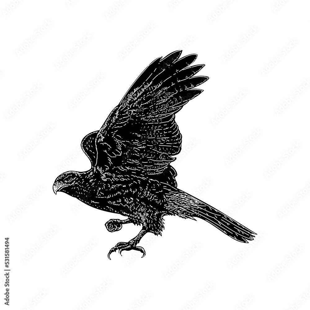 Harris Hawk hand drawing vector illustration isolated on background ...