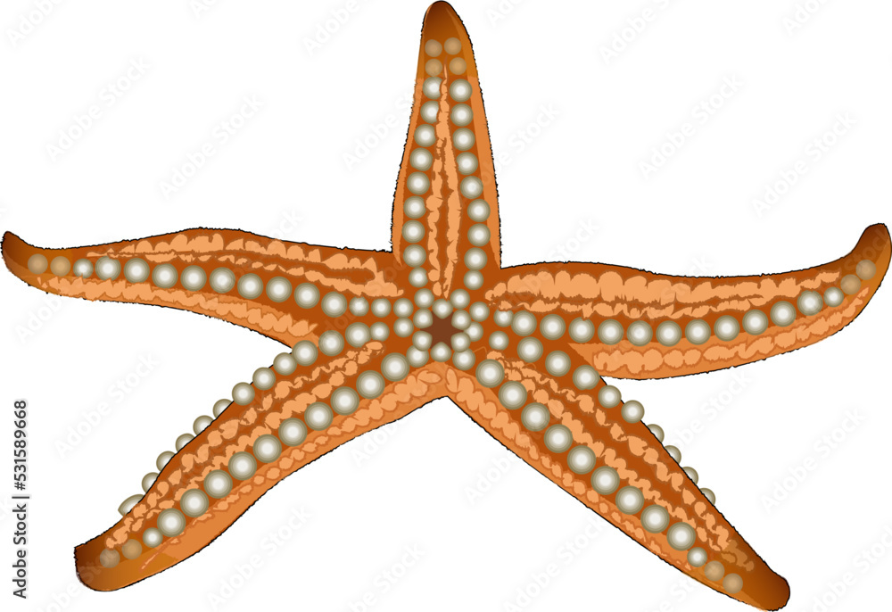 The starfish is a benthic marine animal with five ray-shaped legs with ...