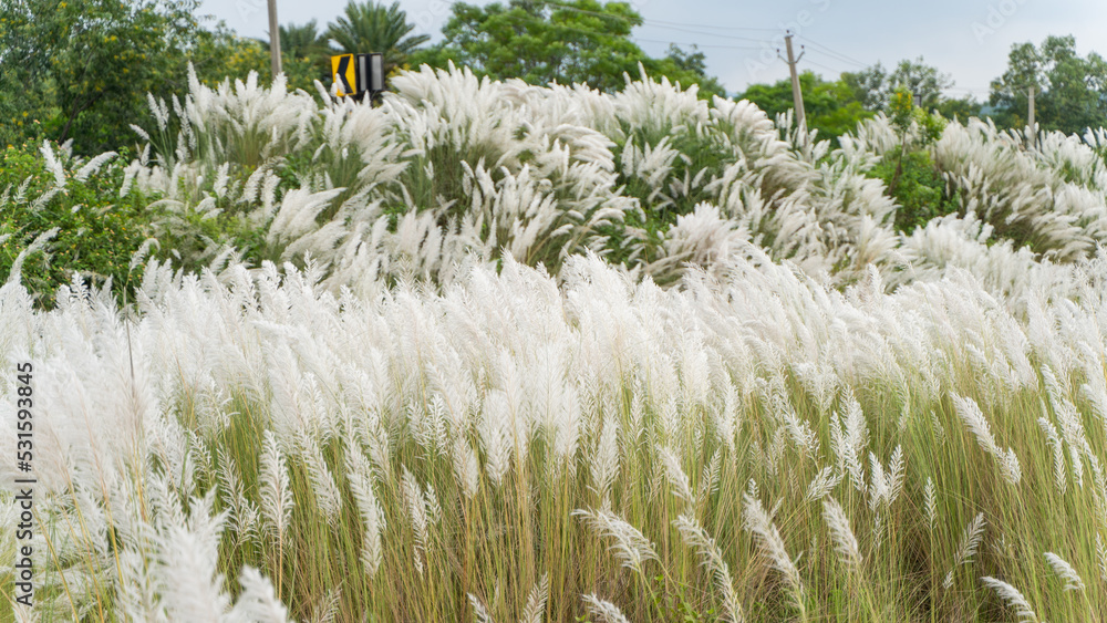 Beautiful white kash or kans grass flower, Saccharum spontaneum, during ...