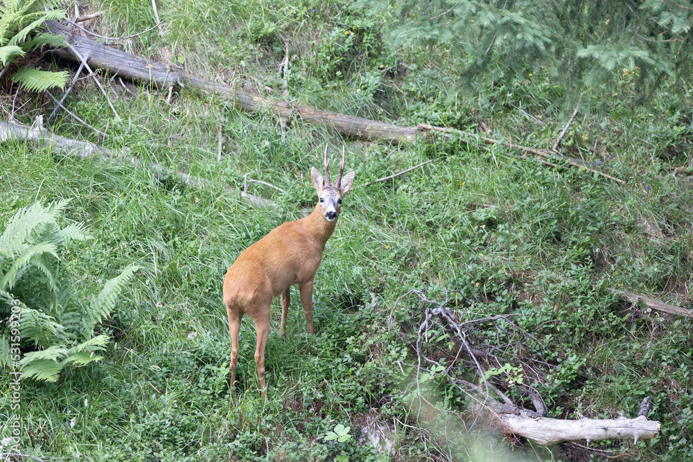 Foto de The roe deer (Capreolus capreolus), also known as the roe ...