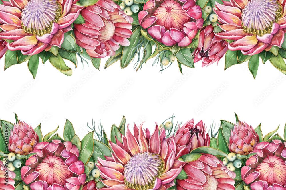 Protea flower frames, hand drawn watercolor illustration isolated on ...