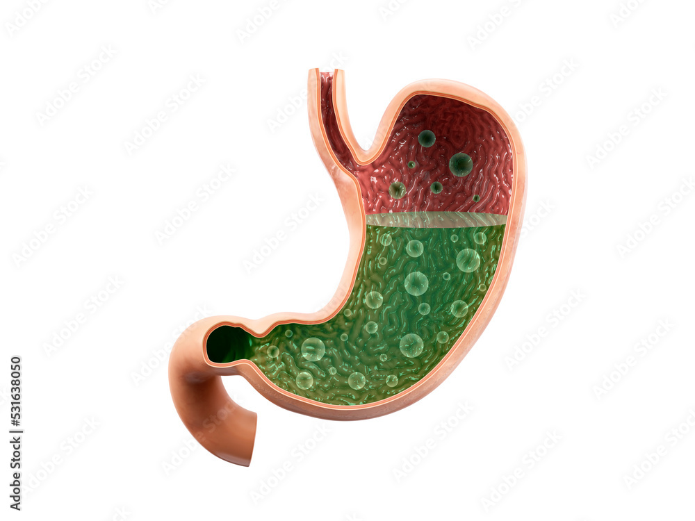 Anatomically accurate realistic 3d illustration of human internal organ ...