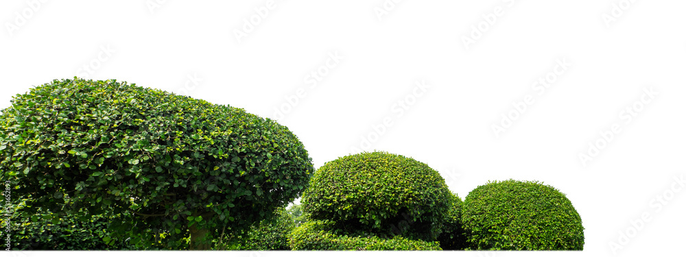 Shrubs isolated on transparent background with clipping path and alpha ...