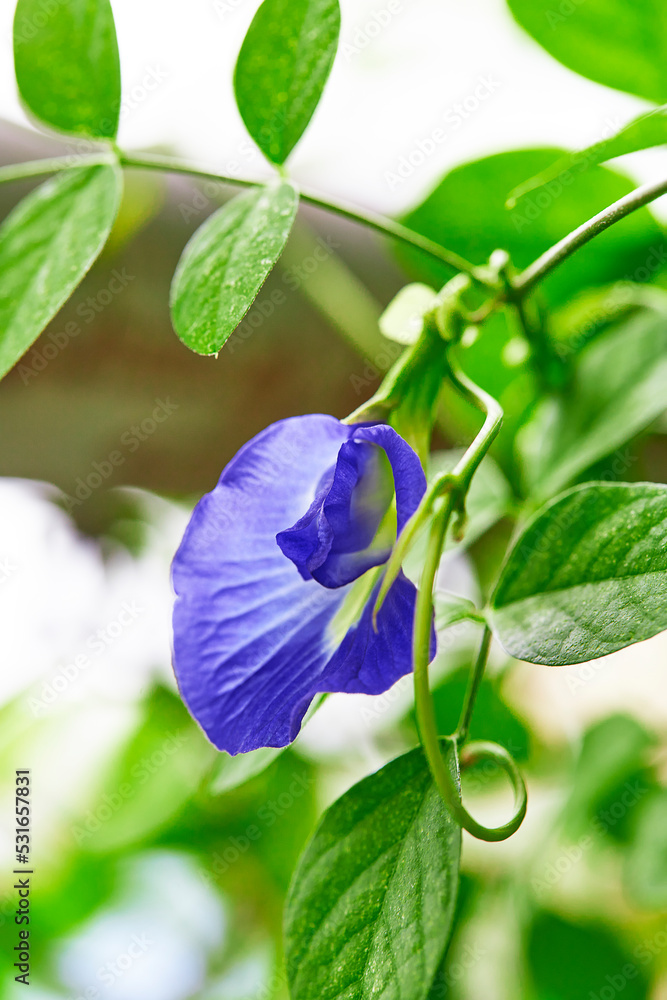 Butterfly pea flower on the garden. Beautiful purple flowers, also ...