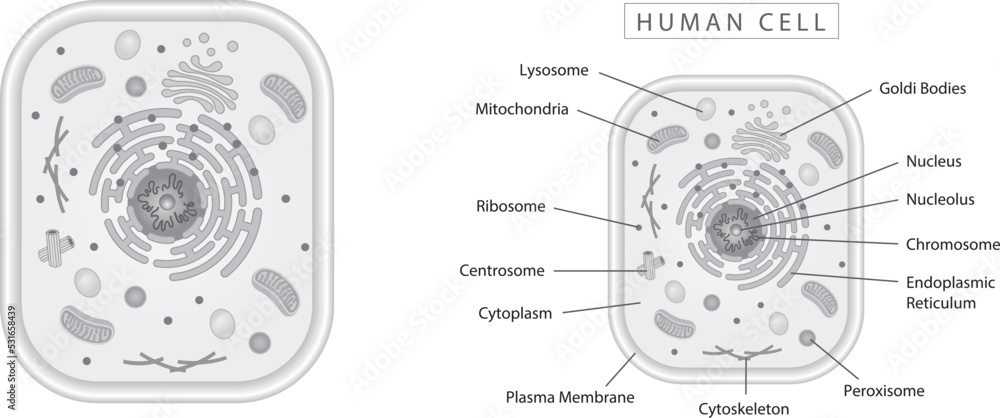 Human cell simple diagram best for educational materials, marketing ...