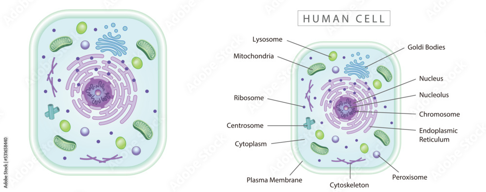 Human cell simple diagram best for educational materials, marketing ...