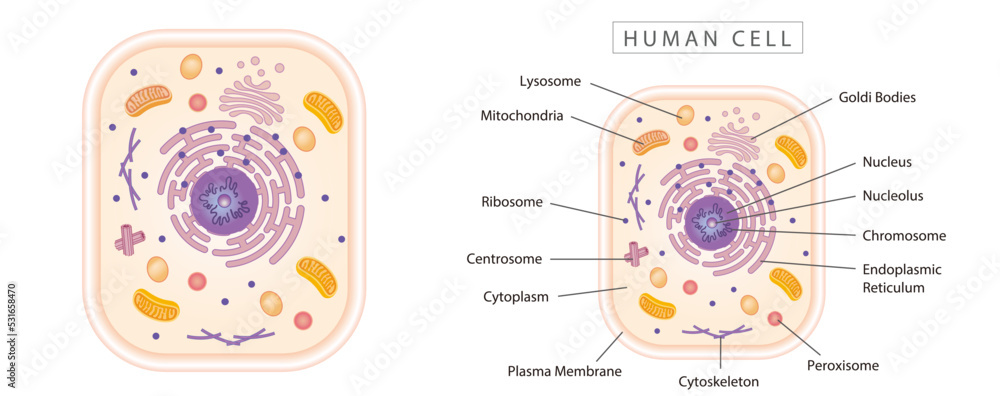 Human cell simple diagram best for educational materials, marketing materials. Orange narrow ...
