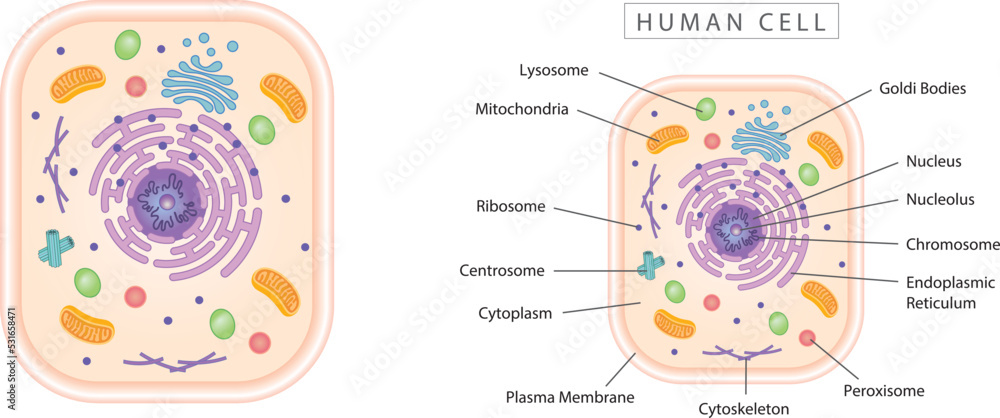 Human cell simple diagram best for educational materials, marketing ...