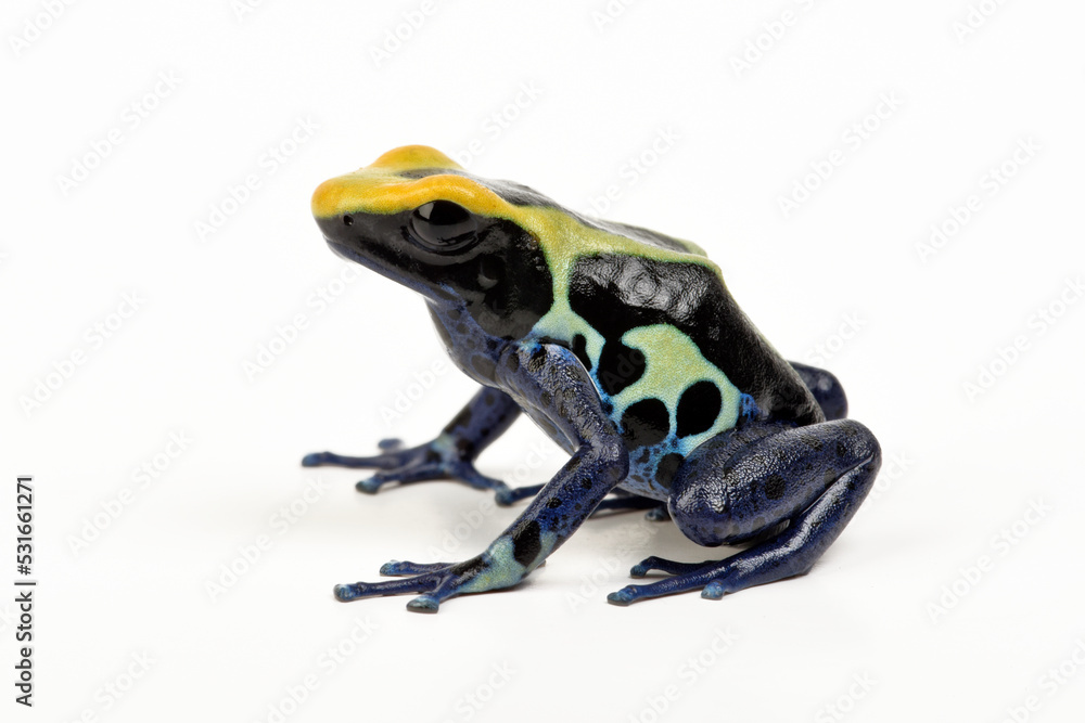 Póster Dyeing poison dart frog // Färberfrosch (Dendrobates tinctorius ...