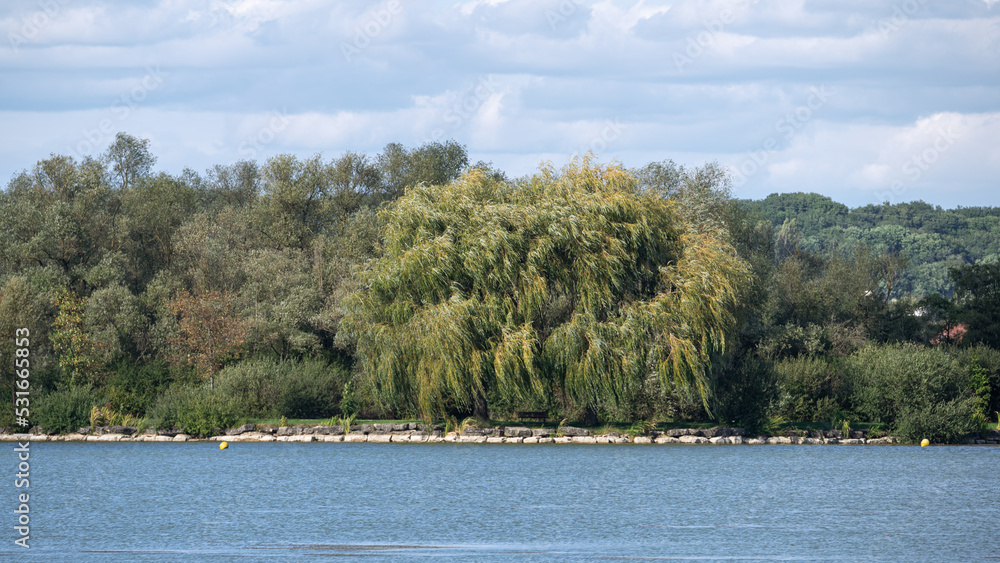 Salix babylonica - Babylon willow - Weeping willow - Saule pleureur Stock Photo | Adobe Stock
