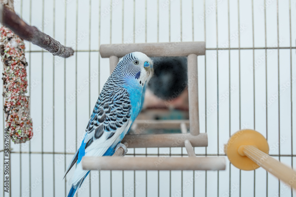 Cute Blue Parakeets