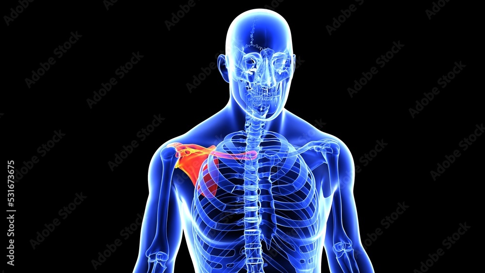 human left and right scapula bone anatomy and hand bones with beauty ...