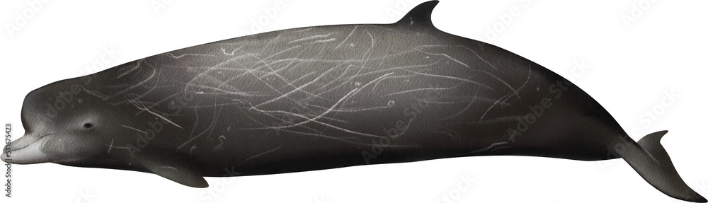 Hand-drawn watercolor Southern Bottlenose whale illustration isolated ...