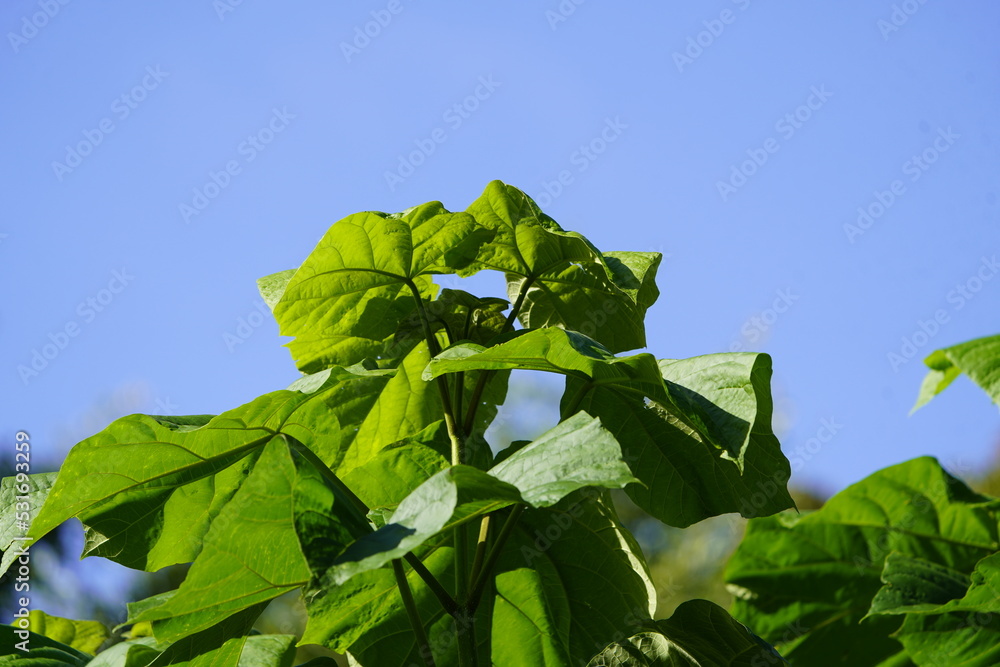 Paulownia tomentosa (common names princesstree, foxglove-tree, empress ...