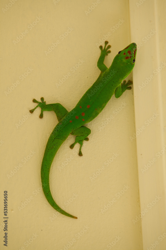 Foto de Gecko diurne orné de l'Ile Maurice, magnifique lézard endémique ...