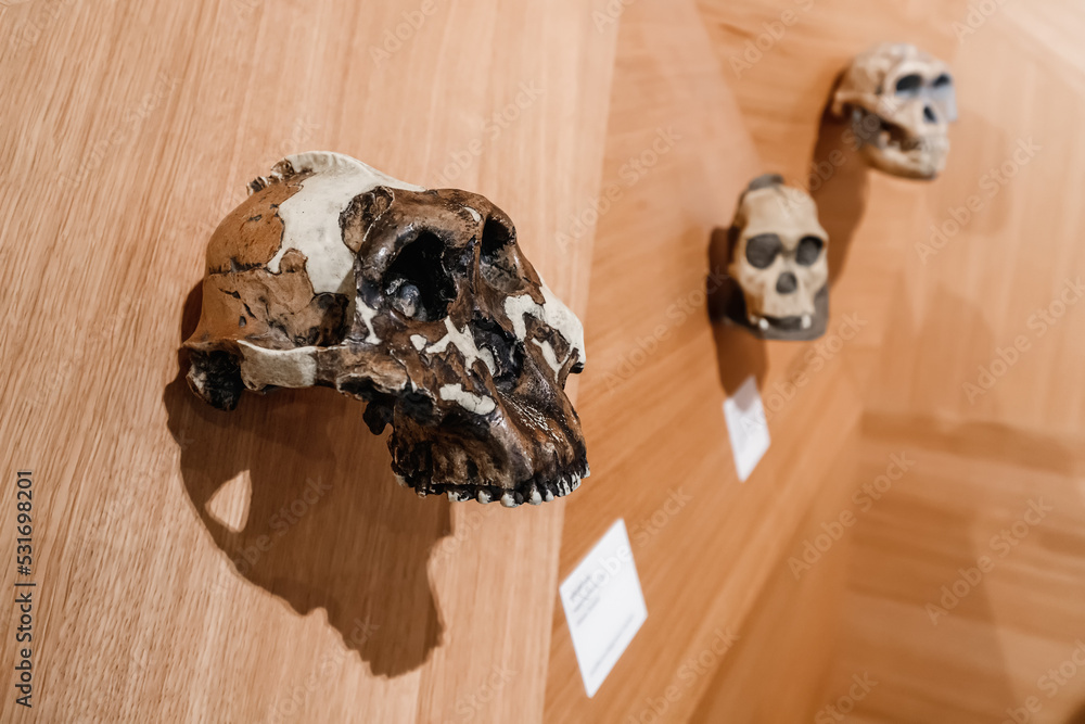 22 July 2022, Dusseldorf, Germany: Reconstruction of the skull from ...