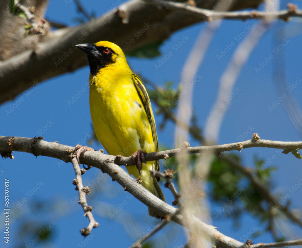 Oiseau nommé Tisserin Gendarme ou Serin du Cap, magnifique oiseau jaune ...