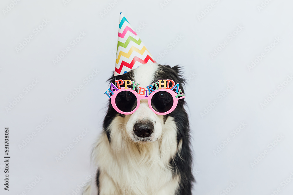 Happy Birthday party concept. Funny cute puppy dog border collie ...