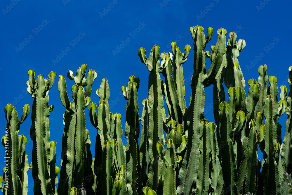 Tall row of Cathedral cactus (Euphorbia trigona) or African milk tree ...