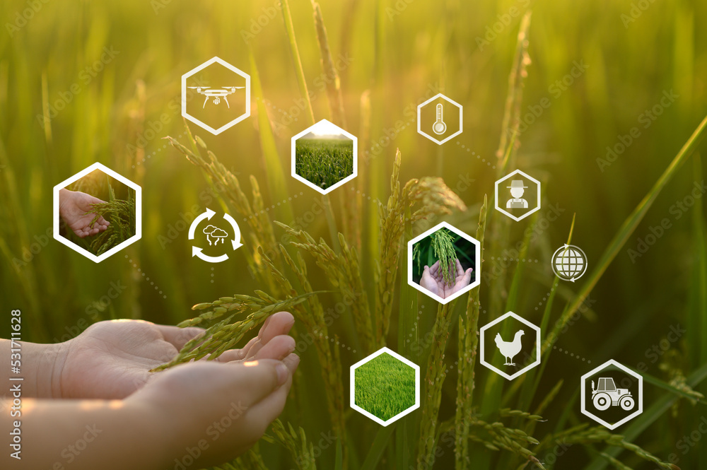 Smart Farm, Agricultural Technology and Organic Agriculture Boys hold ...