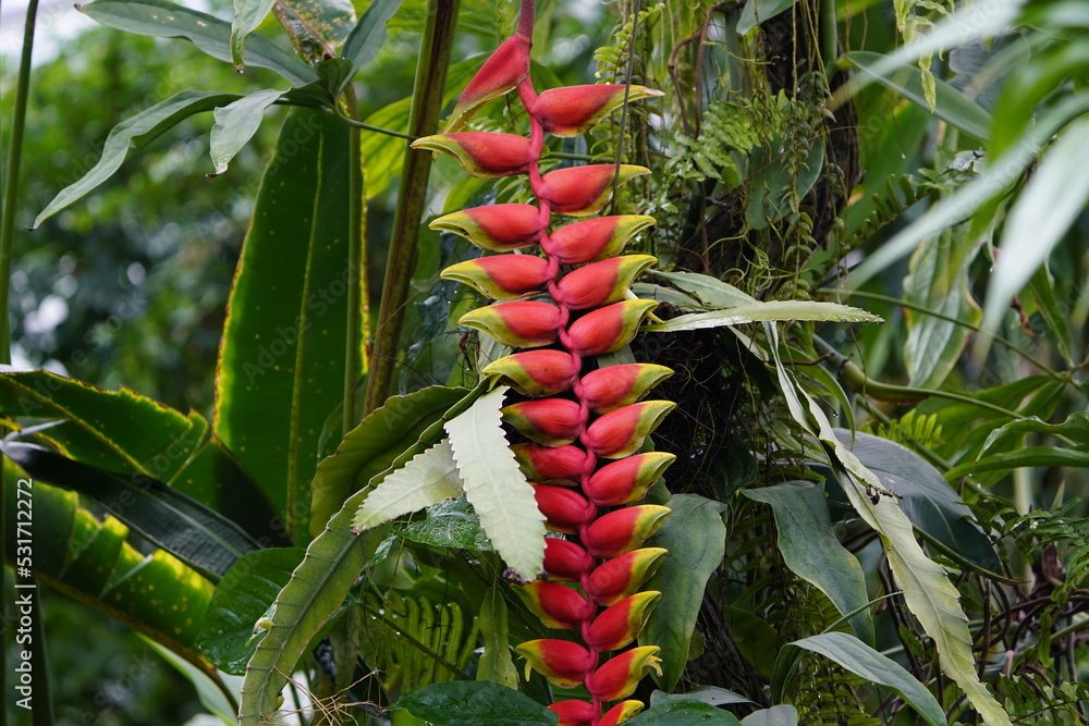 Heliconia, also popularly known as lobster-claw, wild plantain or false ...
