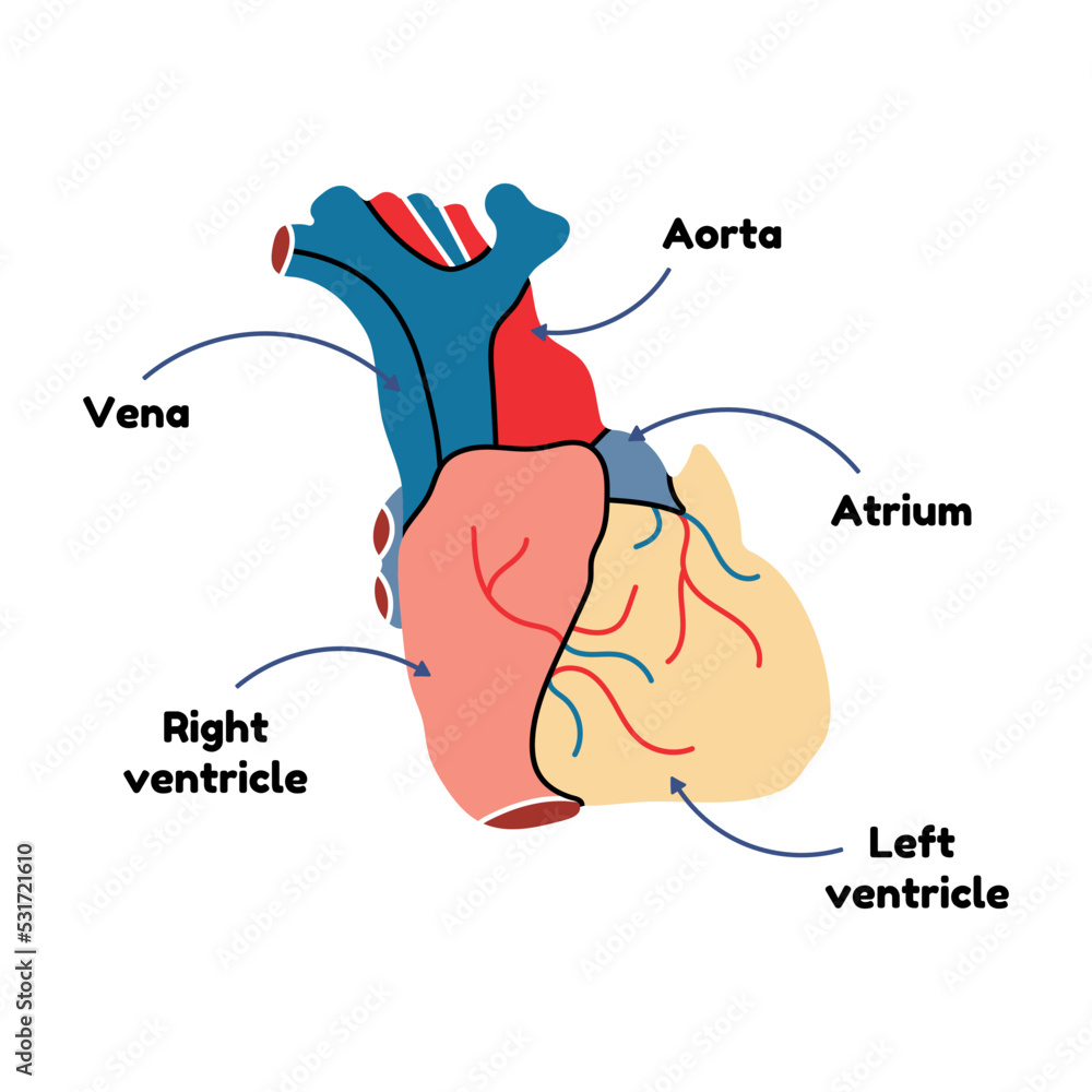 Human heart anatomy in flat vector line style. Educational diagram ...